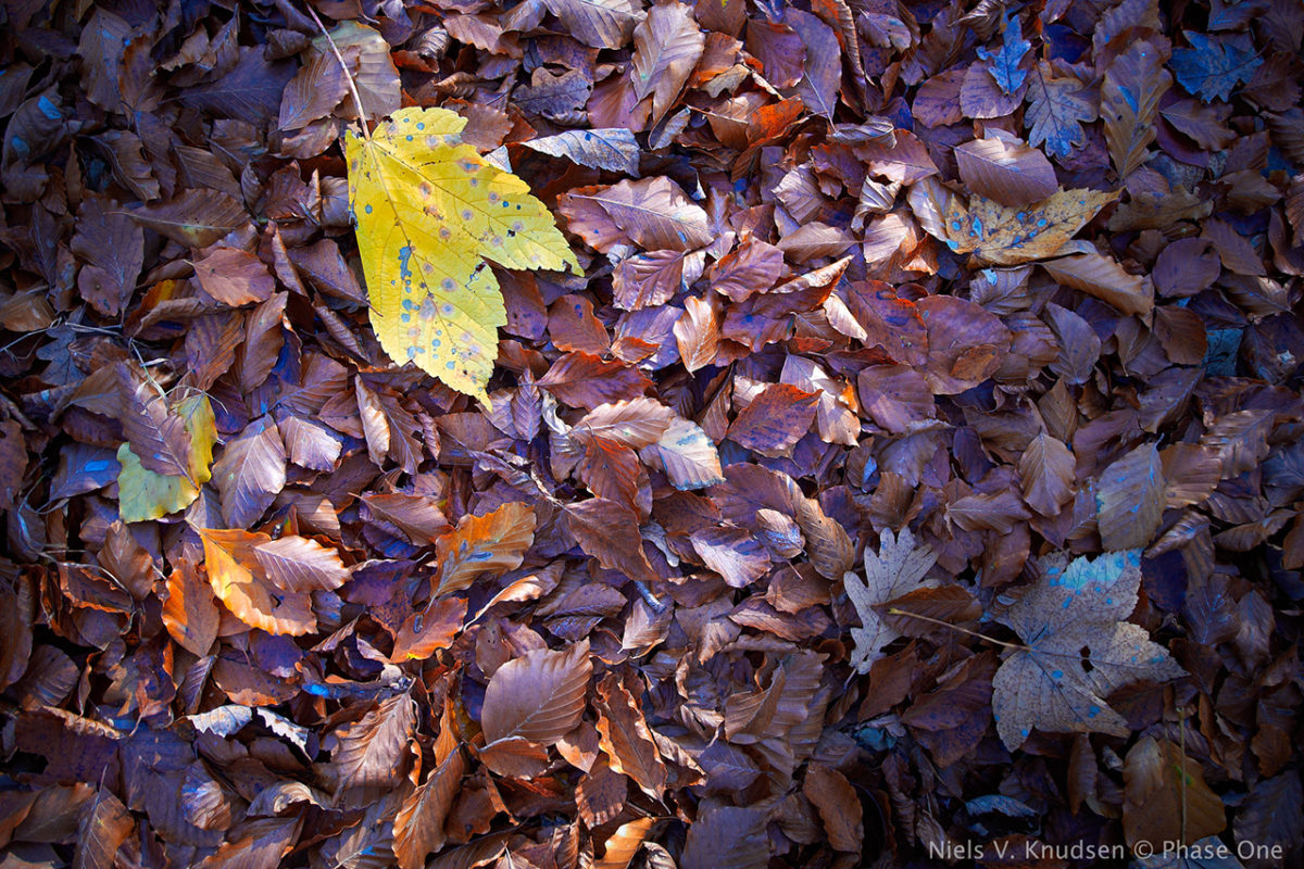 Capture One Pro 7’s Improved Local Adjustments Tool - Photo Editing Tutorials, Tips & Tricks ...